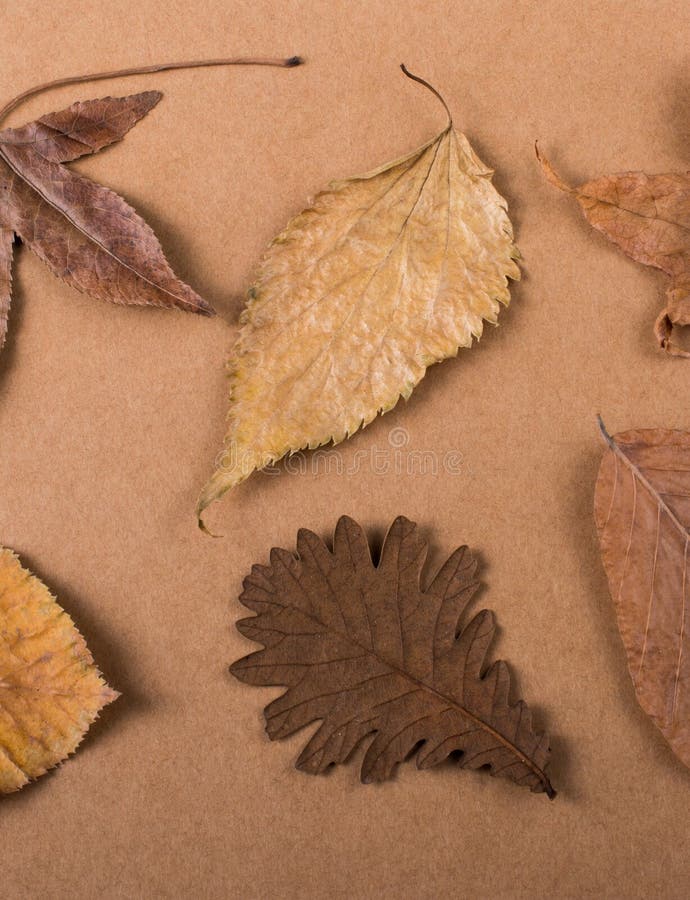 Dry Autumn Leaves on a Paper Texture Stock Photo - Image of botanical ...