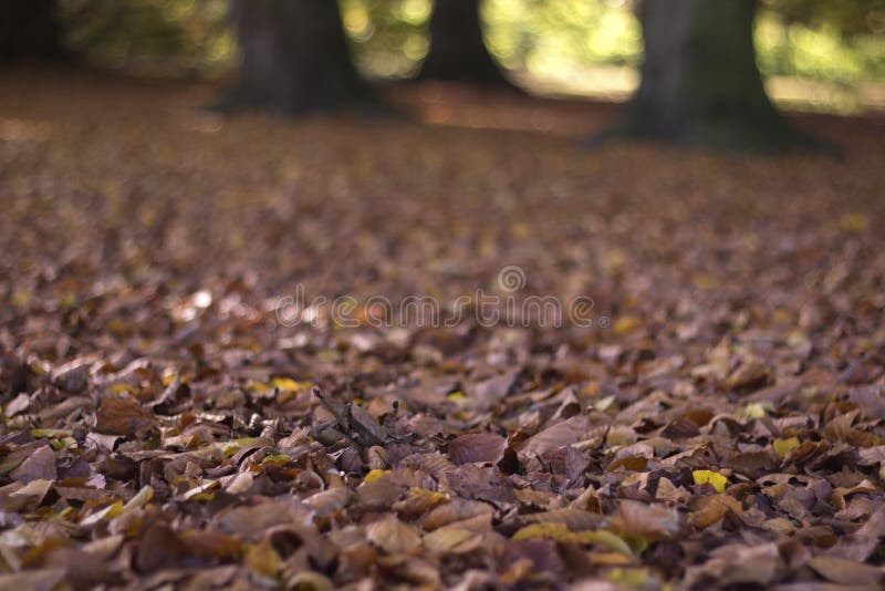 Dry autumn leaves in park stock image. Image of entering - 46156011