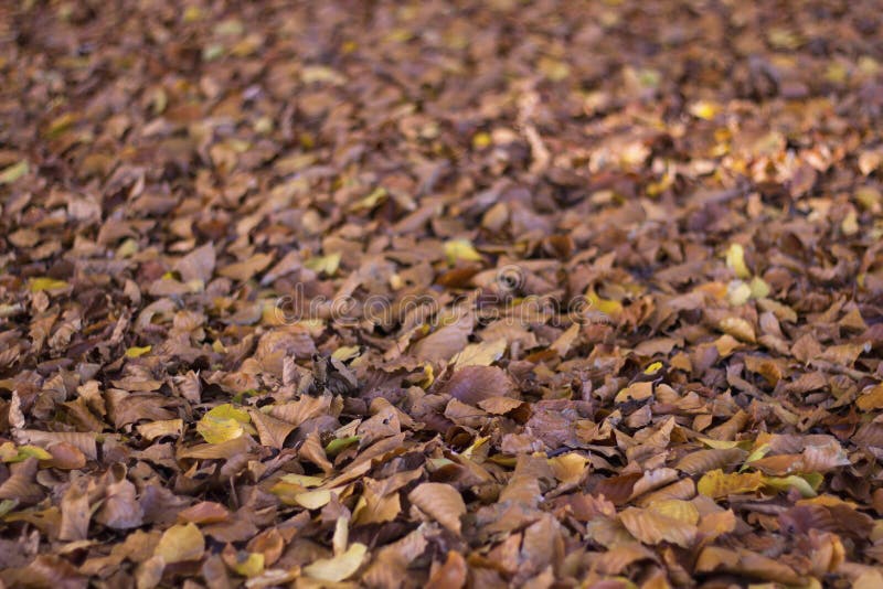 Dry autumn leaves in park stock photo. Image of autumn - 46156200