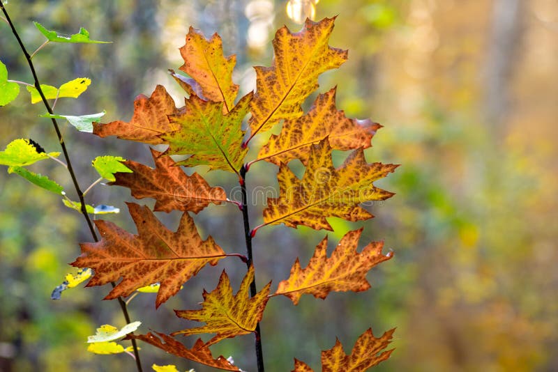 Dry Autumn Leaves of Red Oak on a Tree in the Forest in Autumn in Sunny ...