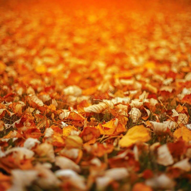 Dry Autumn Leaves at Sunset Stock Photo - Image of colorful, horizontal ...