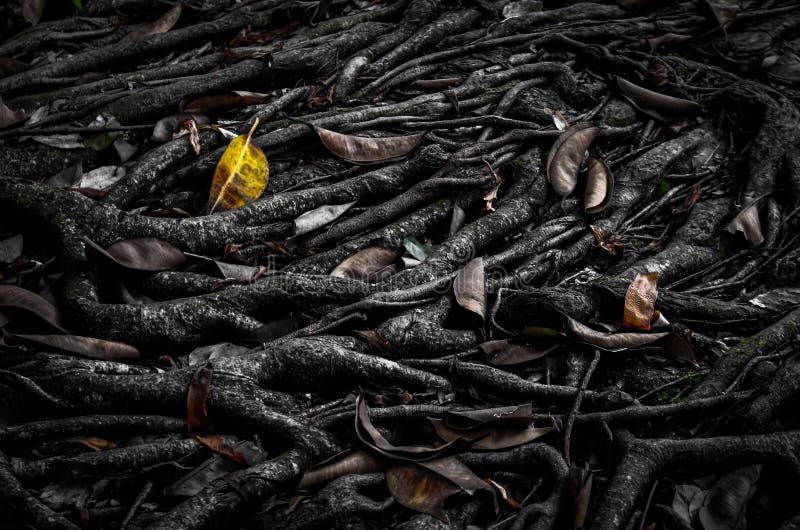 Dry Autumn Leaves between the Tree Roots Stock Photo - Image of growth ...