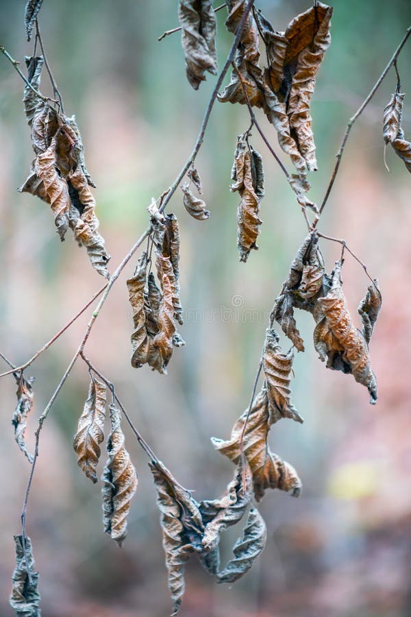 Dry Autumn Leaves on the Tree Twigs Stock Image - Image of twig, season ...