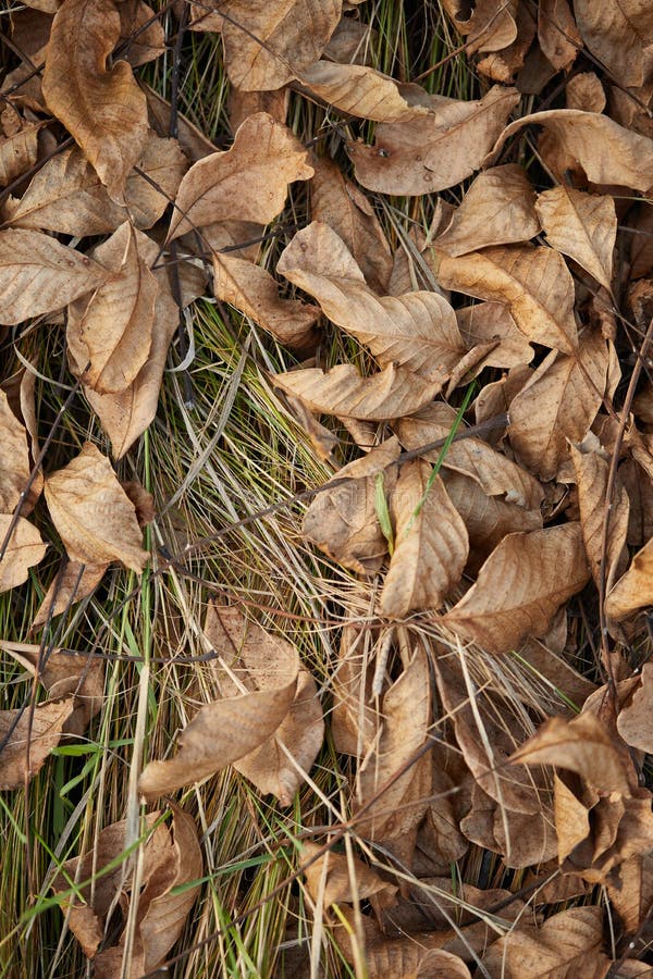 Dry Autumn Leaves of Trees on Greenery Grass in Autumn Park Close-up ...