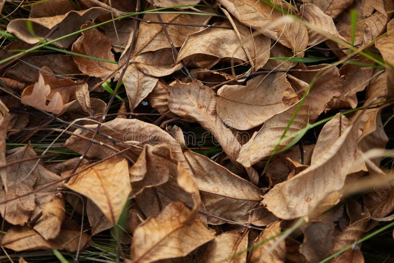 Dry Autumn Leaves of Trees on Greenery Grass in Autumn Park Stock Photo ...