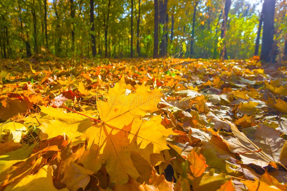 Dry Autumn Maple Forest Glade in Light of Sparkle Sun Stock Photo ...