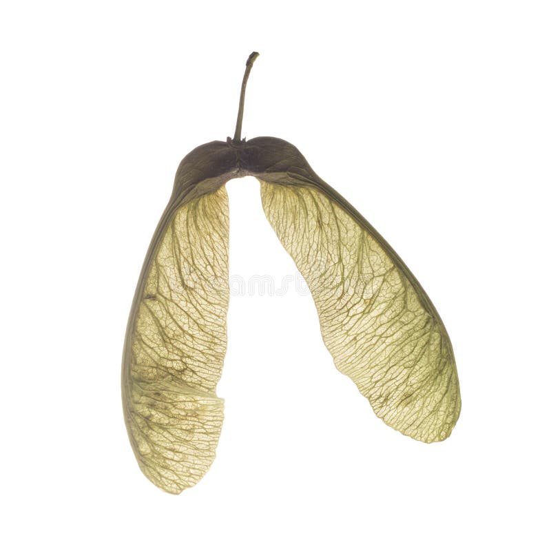 Maple Seed Texture Macro Closeup. Stock Photo - Image of seed, isolated ...