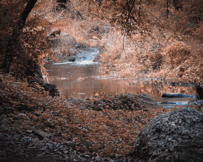 Dry Autumn Moment stock image. Image of leaves, special - 164815279
