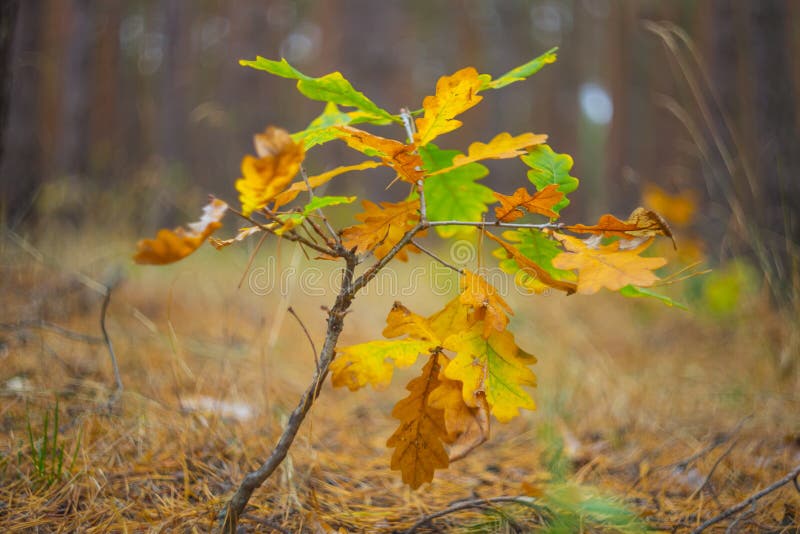 Dry autumn oak branch stock photo. Image of macro, vibrant - 78828690
