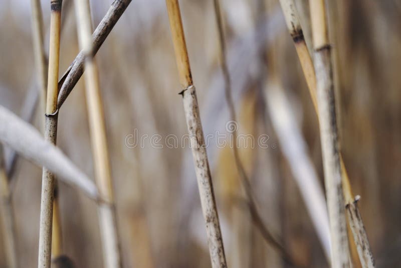 Dry Autumn Reeds. Reed Texture Stock Image - Image of cane, sunny ...