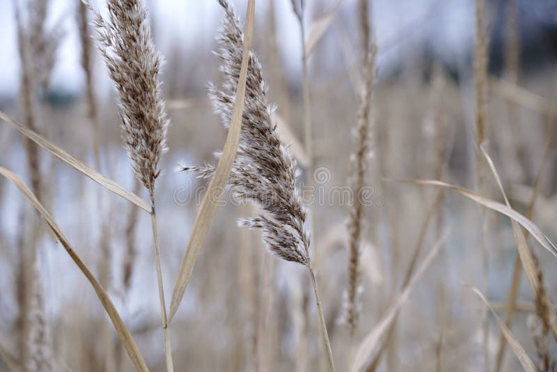 Dry Autumn Reeds. Reed Texture Stock Image - Image of brown ...