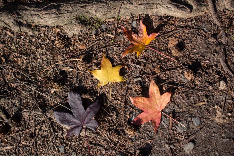 Dry Autumn Time Leaves in View Stock Image - Image of nature, botany ...
