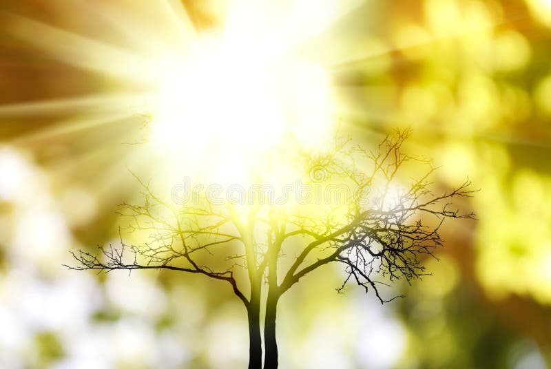 Dry Autumn Tree Against Sunlight Background Stock Image - Image of ...