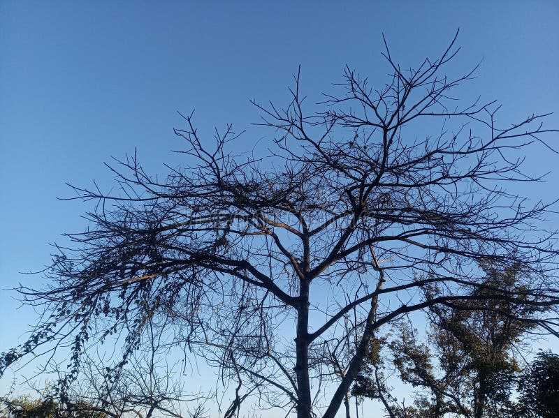 Dry Tree on the Autumn Session Stock Image - Image of leaf, grass ...