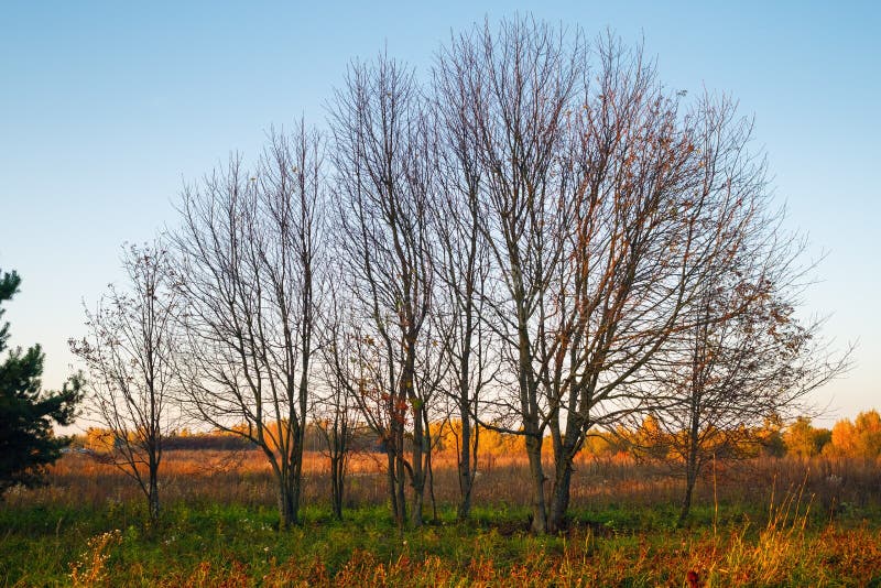 Dry autumn trees stock image. Image of foliage, picturesque - 137731833