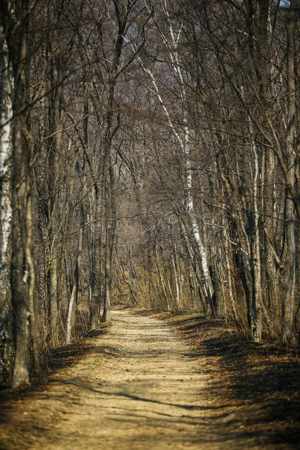 Dry and Bald Spring Forest in Russia Stock Photo - Image of natural ...