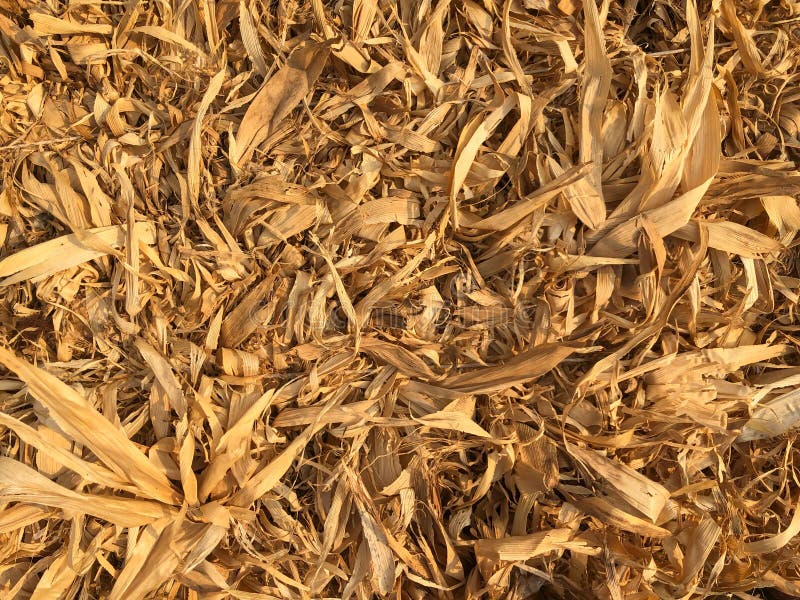 Dry Baled Corn Stalks stock image. Image of golden, pattern - 170351391