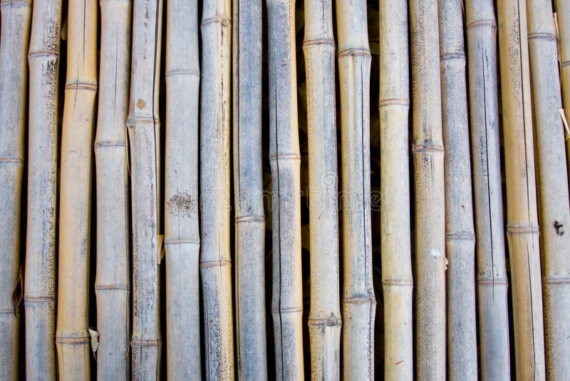 Dry bamboo stock photo. Image of chinese, oriental, asia - 7512624