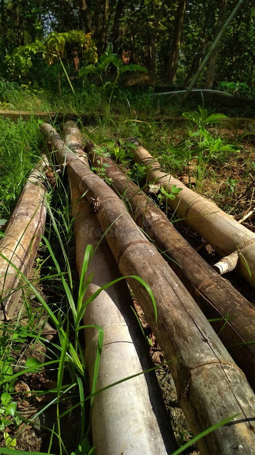 Dry bamboo in the ground stock image. Image of ground - 185868003