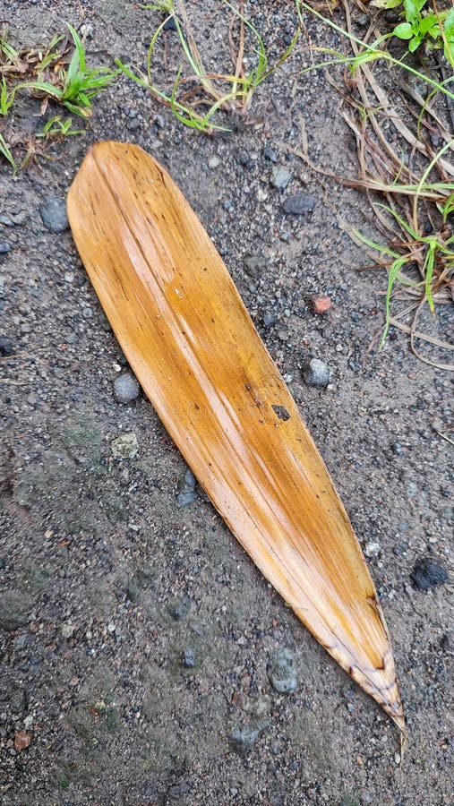 Dry Bamboo Leaf Fall and Wet by Rain Overnight. Stock Image - Image of ...