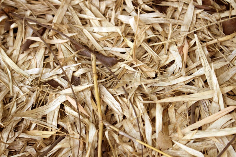 Dry bamboo leaf on ground. stock photo. Image of background - 119329852