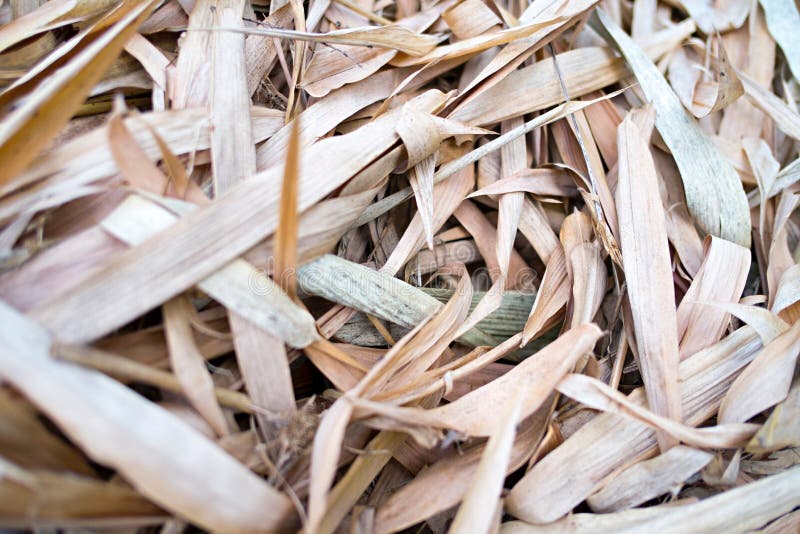Dry bamboo leaf on ground stock photo. Image of green - 153432124