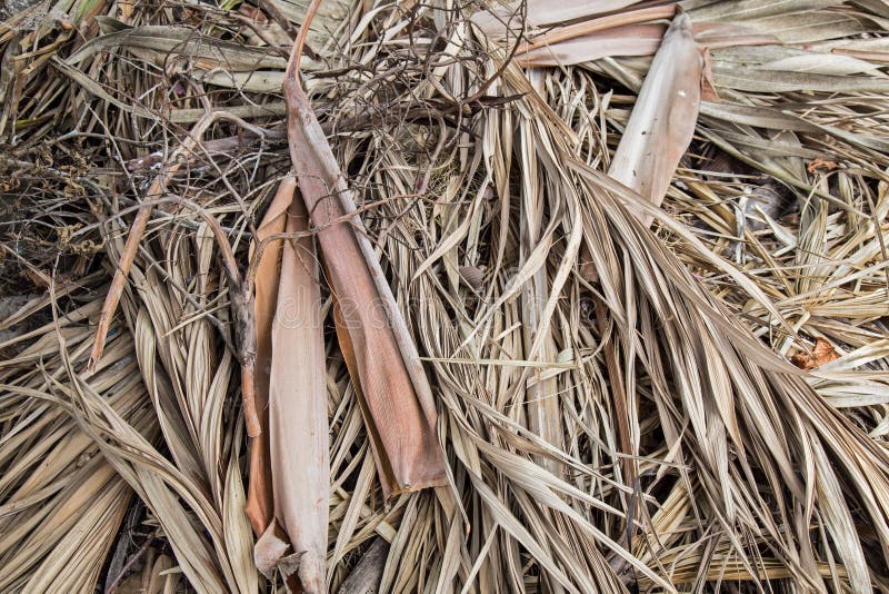 Dry bamboo leaf stock photo. Image of natural, lines - 51772382