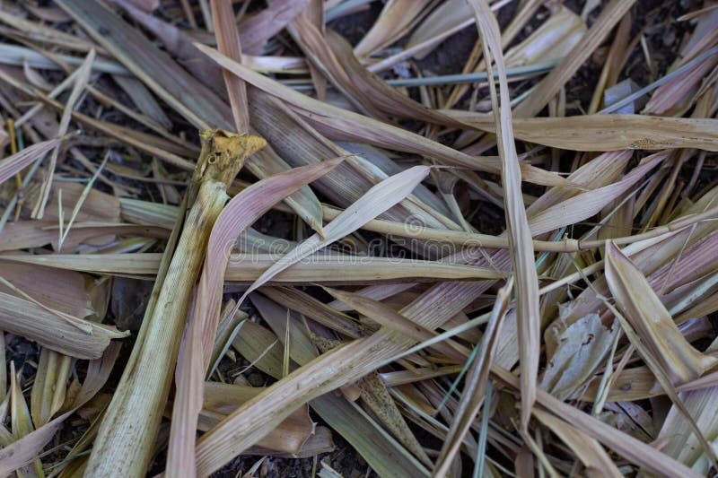 Dry Bamboo Leaves Fall To the Ground Stock Photo - Image of garden ...