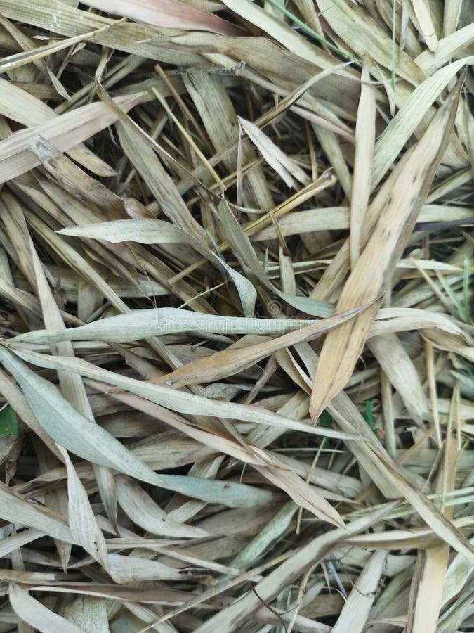 Dry Bamboo Leaves Fall Together To Cover the Ground. Stock Photo ...