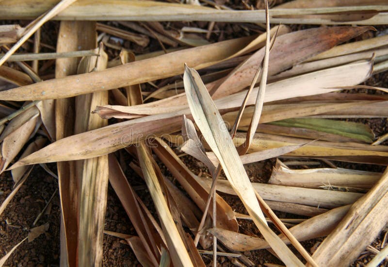 The Dry Bamboo Leaves that Fall from the Tree are Brown Stock Photo ...