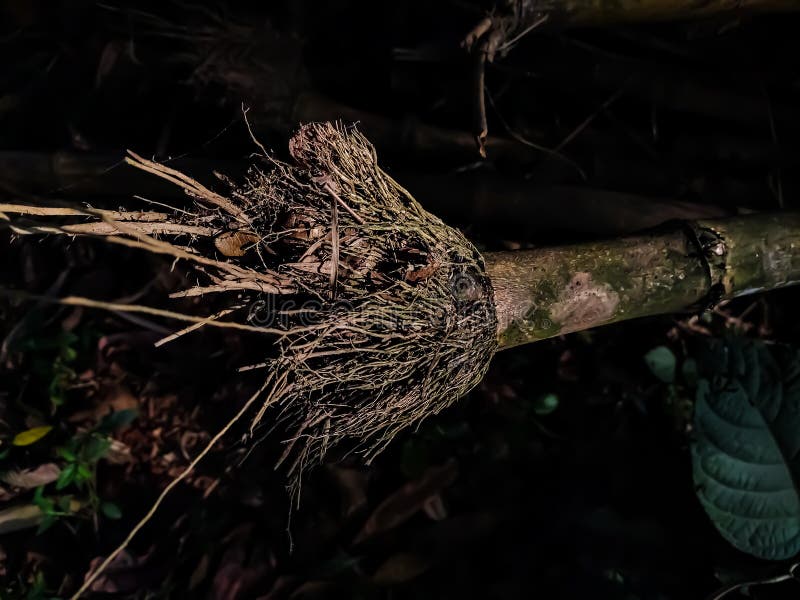 This is the Dry Bamboo and Morning Sunlight Fall on this Dry Plant in ...