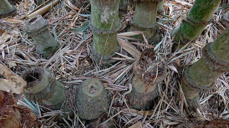 Dry Bamboo Roots and Leaves Stock Image - Image of cavities, dead ...