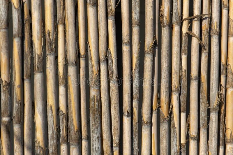 Dry bamboo sticks stock photo. Image of bamboo, pipes - 179159736
