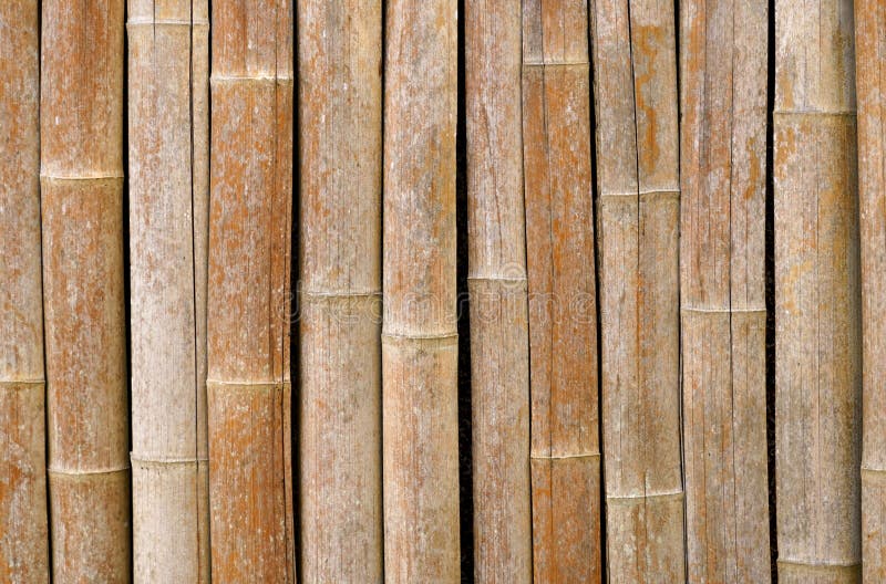 Dry Bamboo Wall Texture Background. Backgrounds and Textures. Stock ...