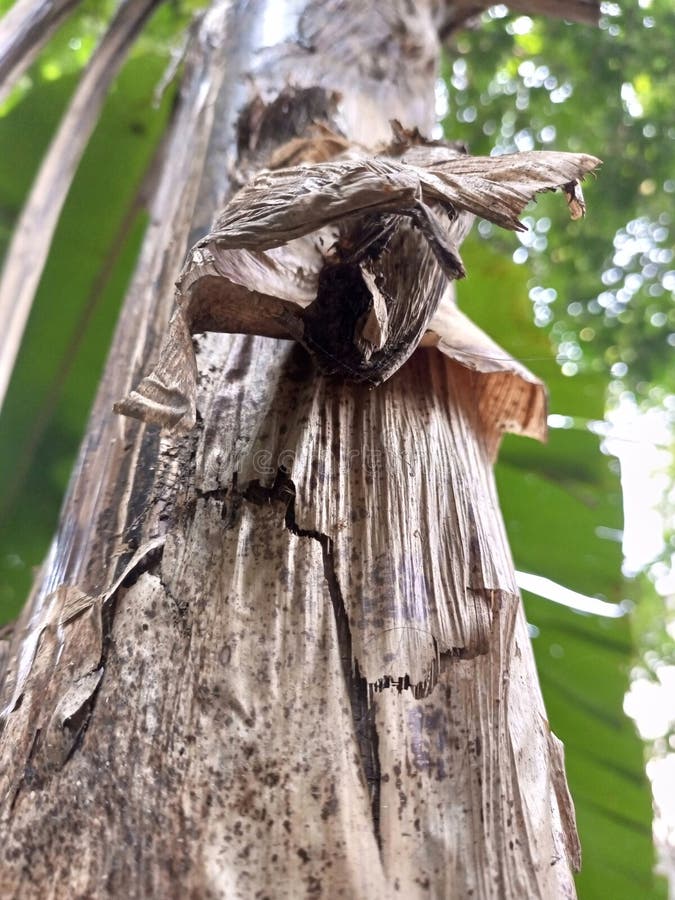 Banana Bark on the Wooden Floor Stock Photo - Image of closeup ...