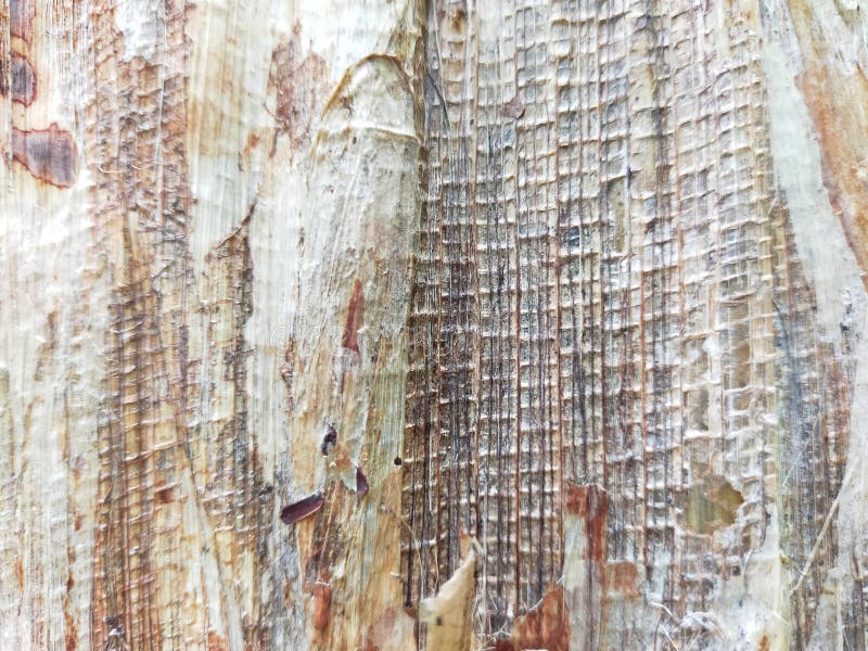 Dry Banana Tree Bark Texture Stock Image - Image of tree, trunk: 273736121