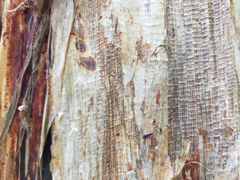 Texture of Dry and Weathered Banana Tree Bark Stock Photo - Image of ...