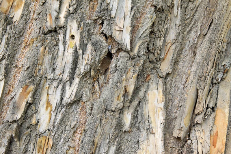 Dry bark stock image. Image of nostalgia, life, death - 380115413