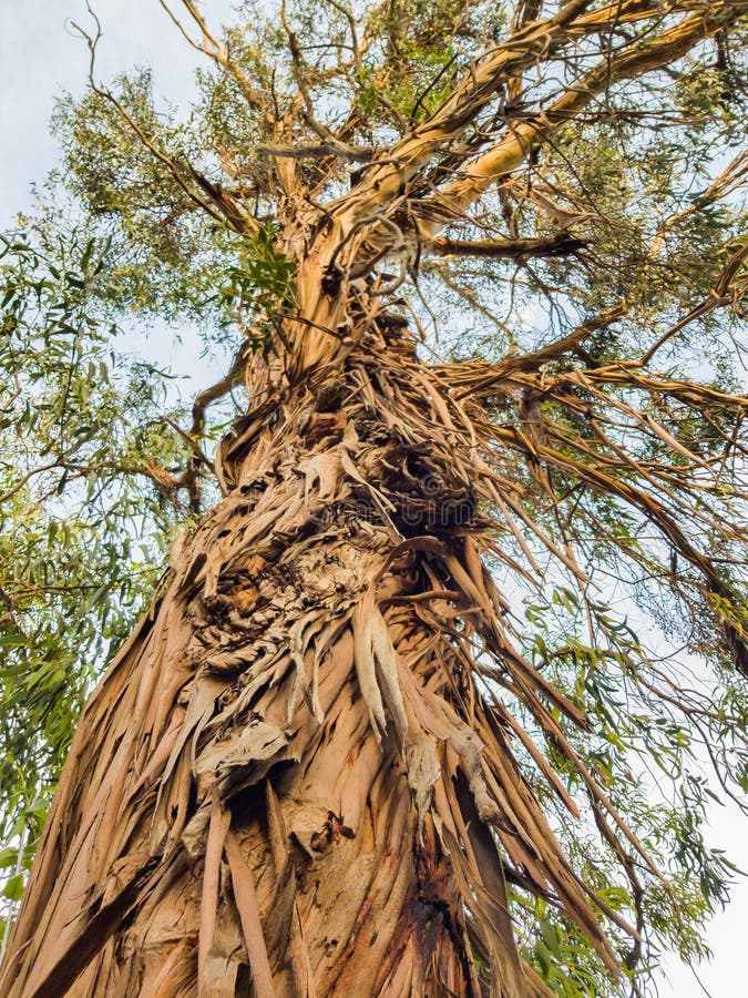 Dry Bark Exfoliates from the Trunk and Branches of the Tree Stock Photo ...