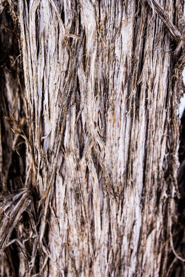Dry Bark Peeling on a Cedar Tree Trunk Stock Photo - Image of peel ...