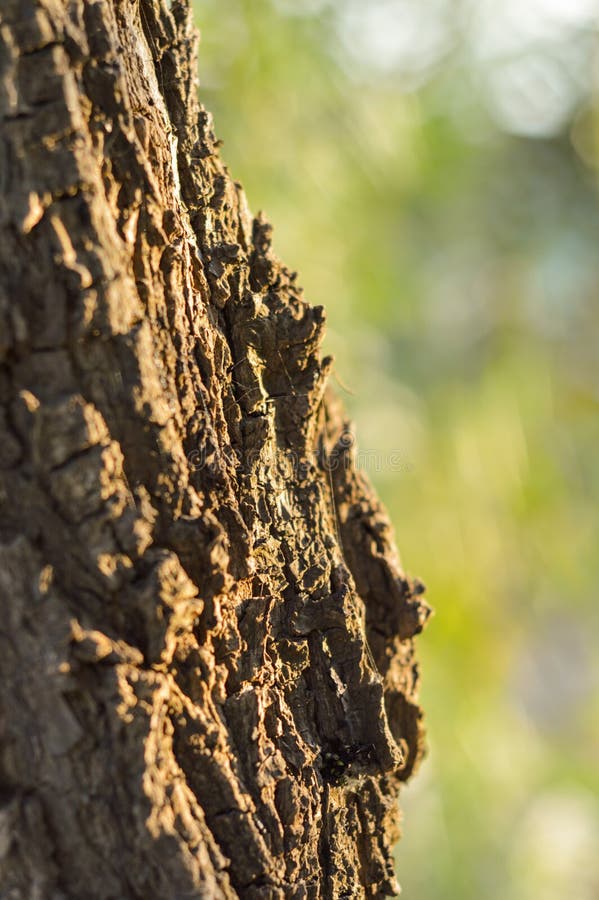 Dry bark tree stock image. Image of plants, closeup - 125505971