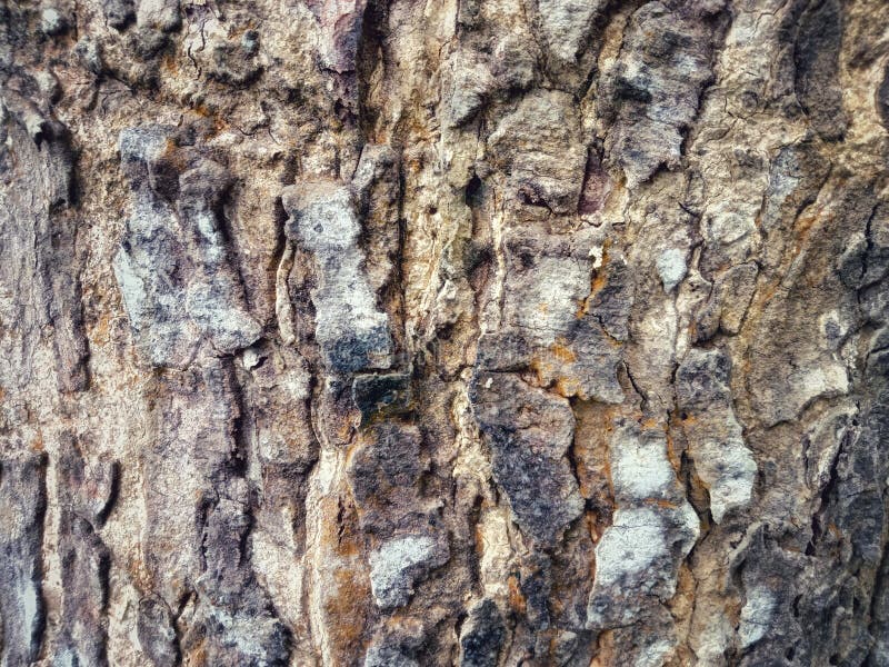 Dry bark stock photo. Image of natural, field, garden - 333039542