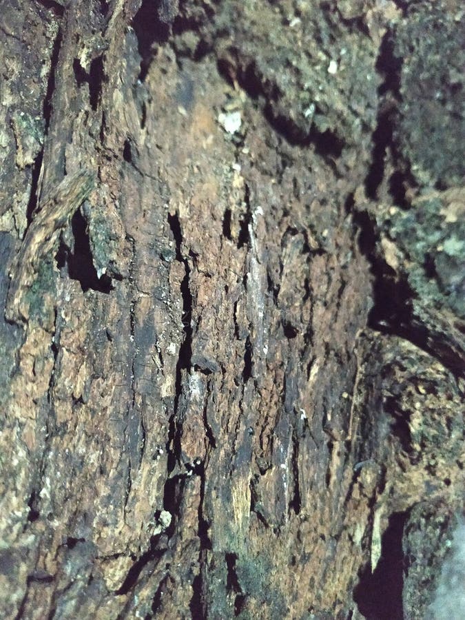 Dry Bark from a Tree that Has Been Cut Down Stock Image - Image of tree ...