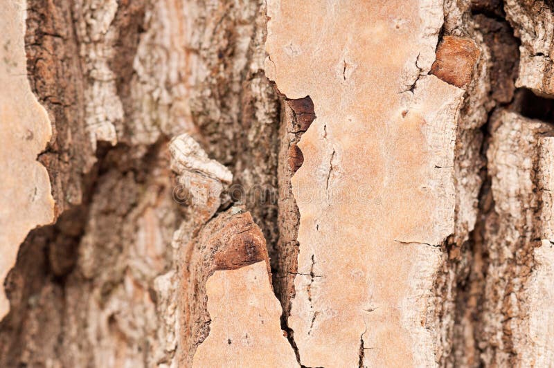 Dry bark stock photo. Image of aging, large, peel, bark - 40259092