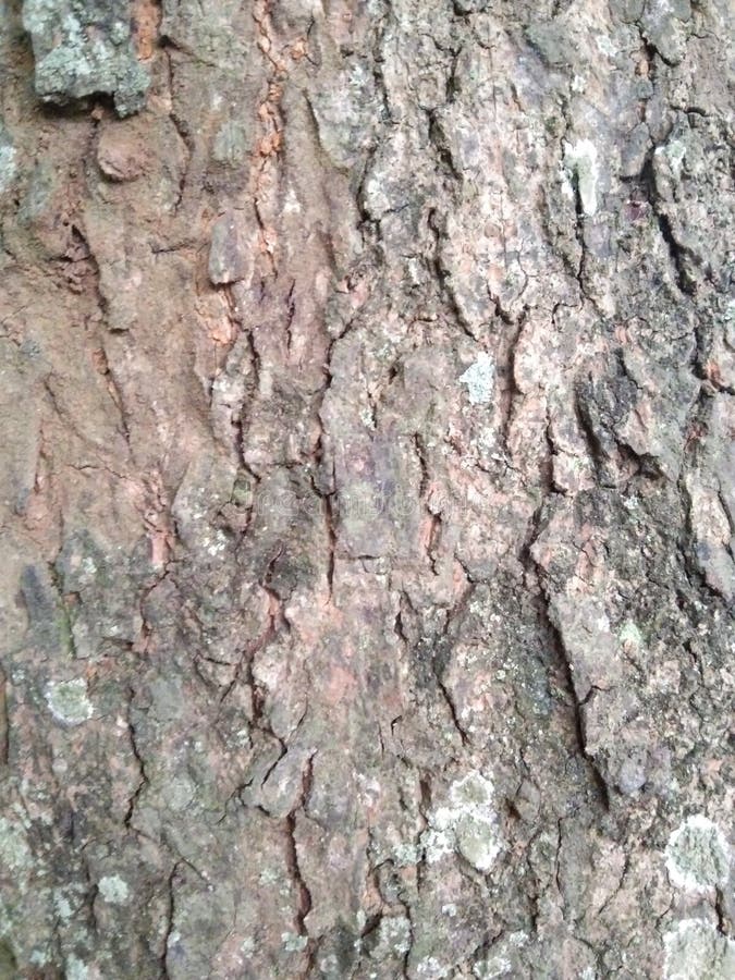 Dry Bark of a Tree by the Side of the Road Stock Image - Image of road ...