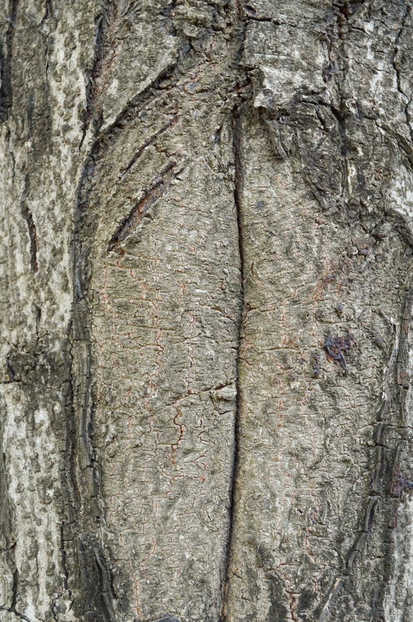 Dry bark tree texture stock image. Image of wood, natural - 122493185