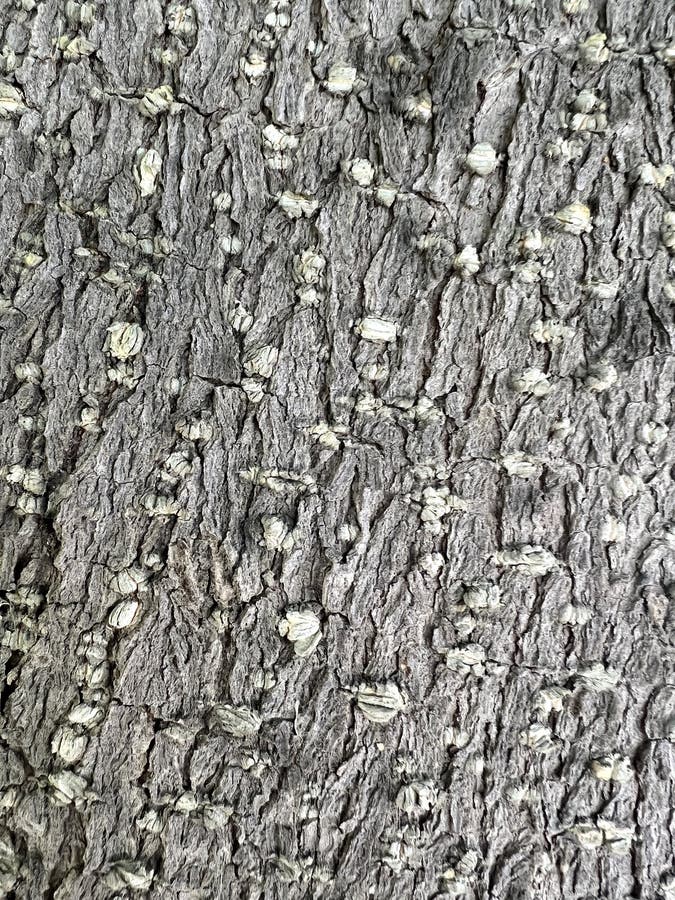 Dry bark tree texture stock image. Image of closeup - 252382023