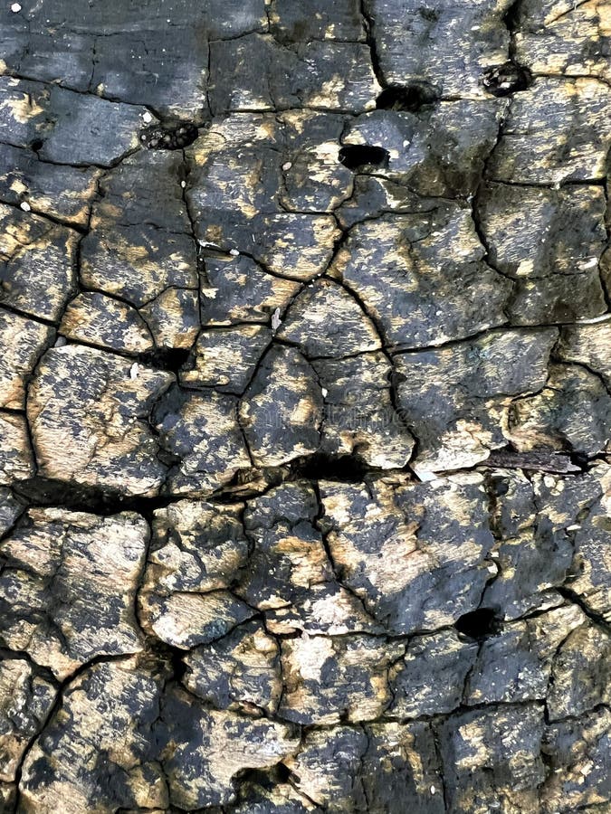 Dry bark tree texture stock photo. Image of barren, closeup - 257098410