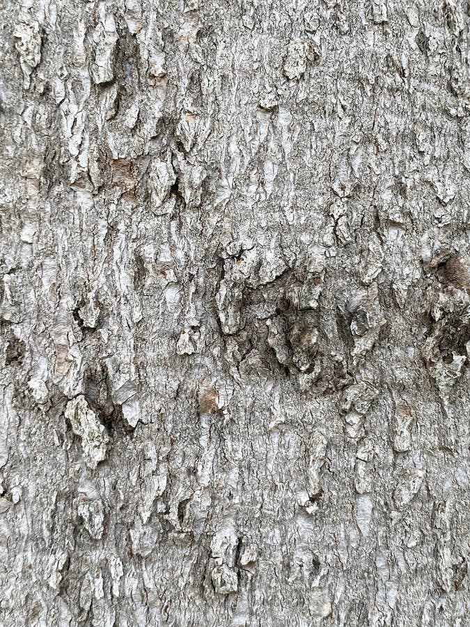 Dry bark tree texture stock photo. Image of nature, park - 261120408