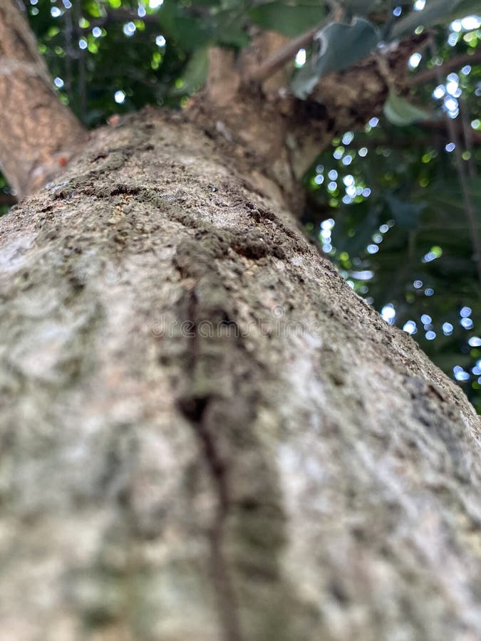 Dry bark tree texture stock image. Image of closeup - 263128381